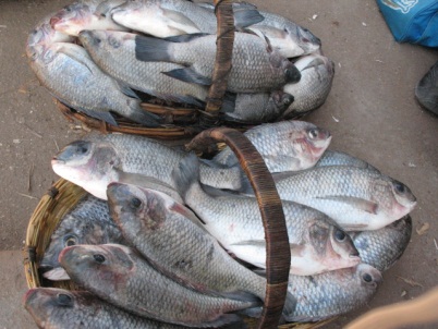 MALAWI’S FISH TIPPED TO BE ECONOMIC EARNER - Malawi's Largest Online ...