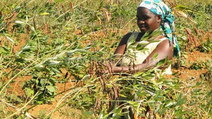 Nandolo Farmers Selling Produce On Loan - Malawi's Largest Online ...