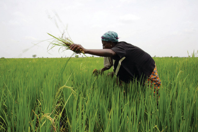 NEW RICE VARIETIES TO HIT THE MARKET - Malawi's Largest Online ...