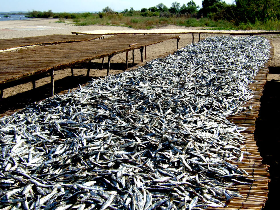 FISH SCARCITY MEETS PRICE INCREASE - Malawi's Largest Online Directory ...