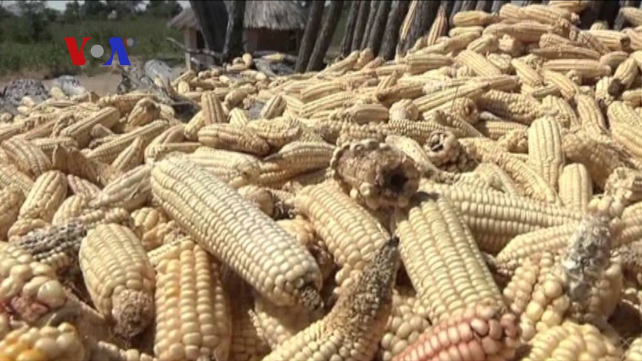 ADMARC STRUGGLING AMIDST MAIZE SCARCITY - Malawi's Largest Online ...