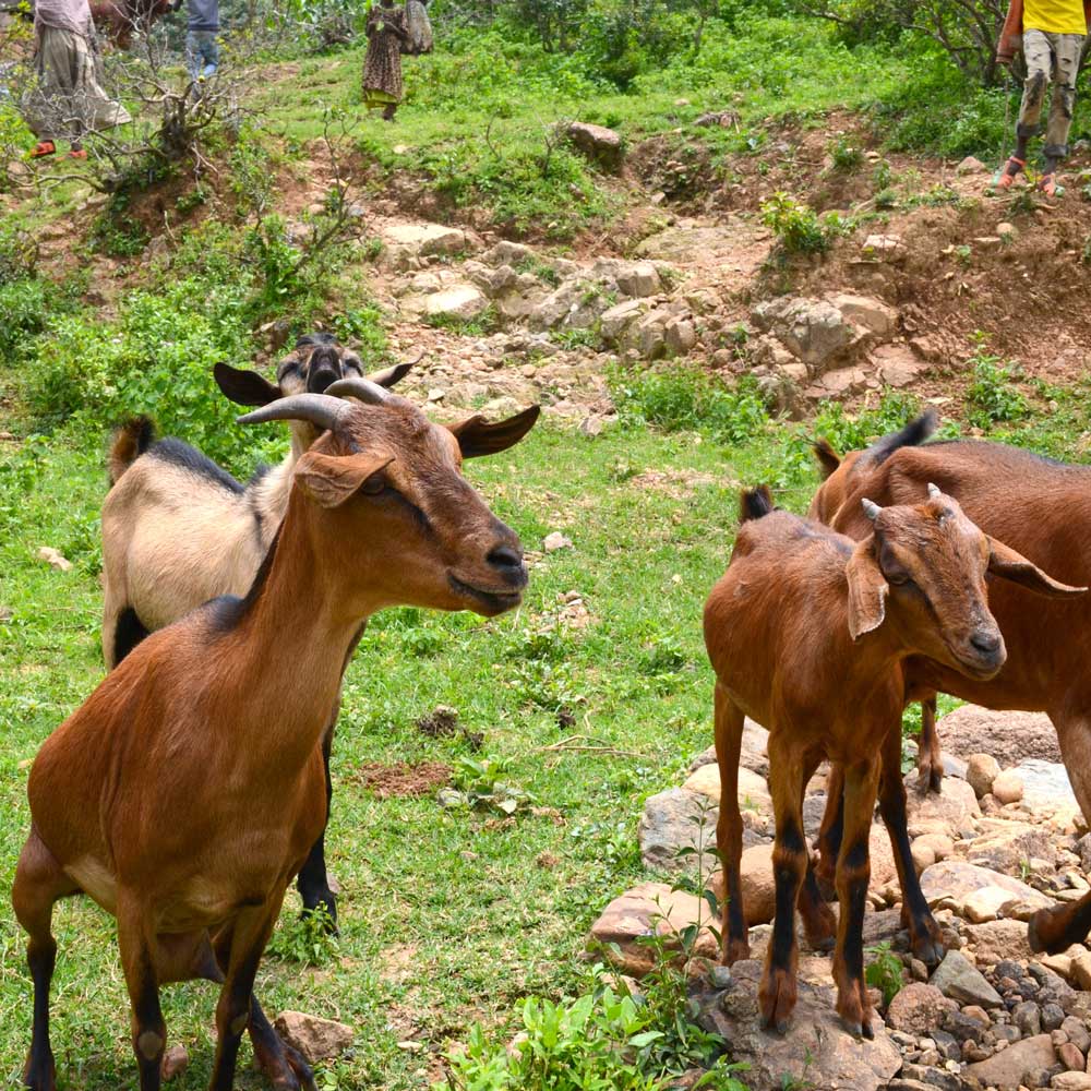 DESPERATION LOWERS LIVESTOCK PRICES 50% - Malawi's Largest Online ...