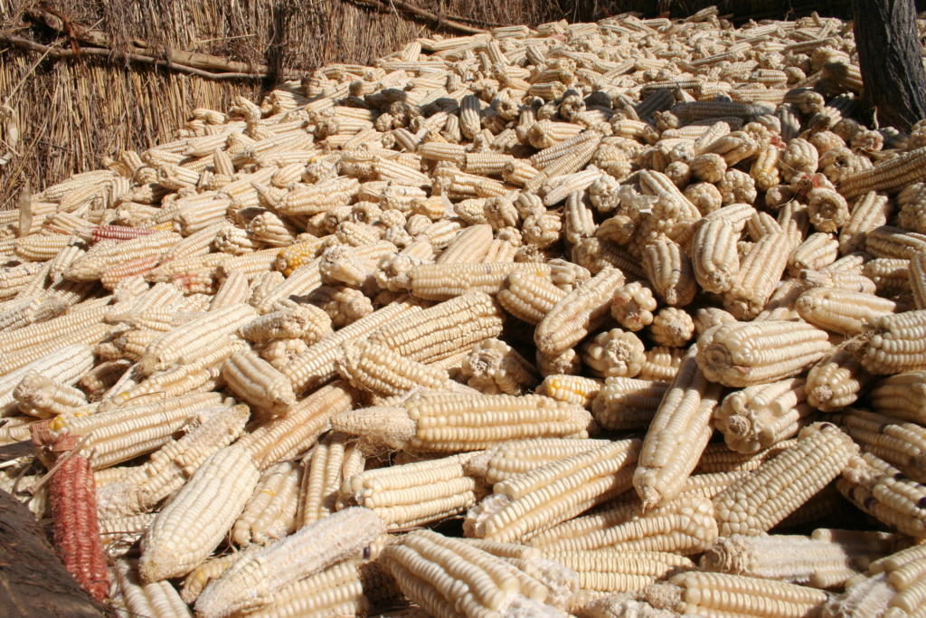 ADMARC AIMS TO BUY OVER 200,000MT MAIZE - Malawi's Largest Online ...