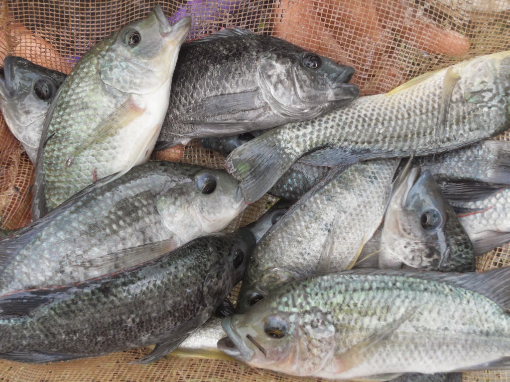MANGOCHI REPORTS ILLEGAL FISHING - Malawi's Largest Online Directory ...