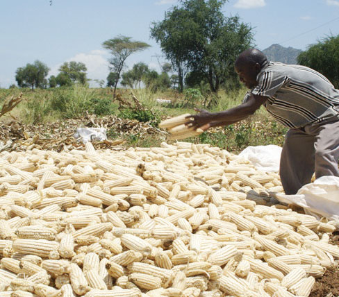 ADMARC BEMOANS MAIZE ‘OVERSUPPLY’ - Malawi's Largest Online Directory ...
